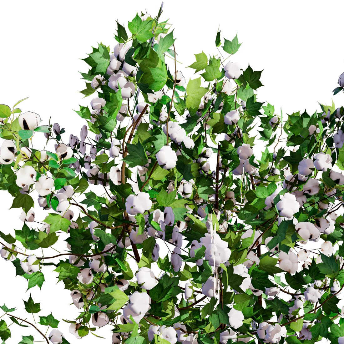 Cotton Plant 3d Model 3D Model for VRay, Corona | CGMood