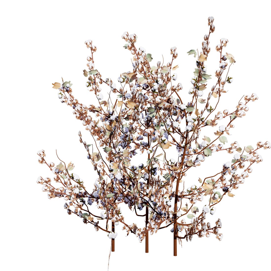 Cotton Plant 3d Model 3D Model for VRay, Corona | CGMood