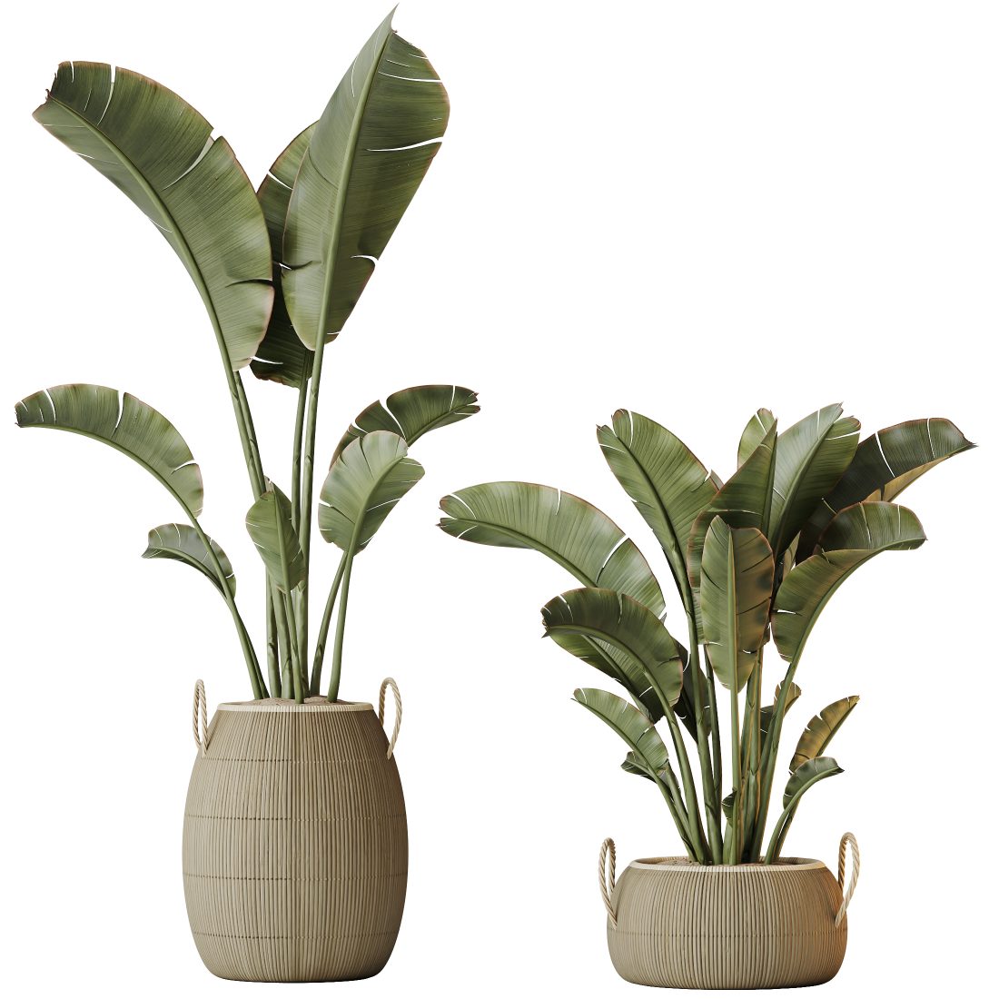 Av Indoor Plants Set 146 Ravenala Banana - 3D Model for VRay, Corona