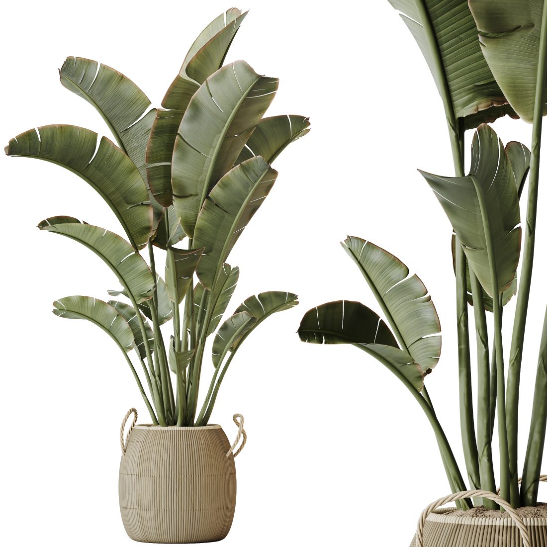Av Indoor Plants Set142 Ravenala Banana Strelitzia - 3D Model for VRay ...