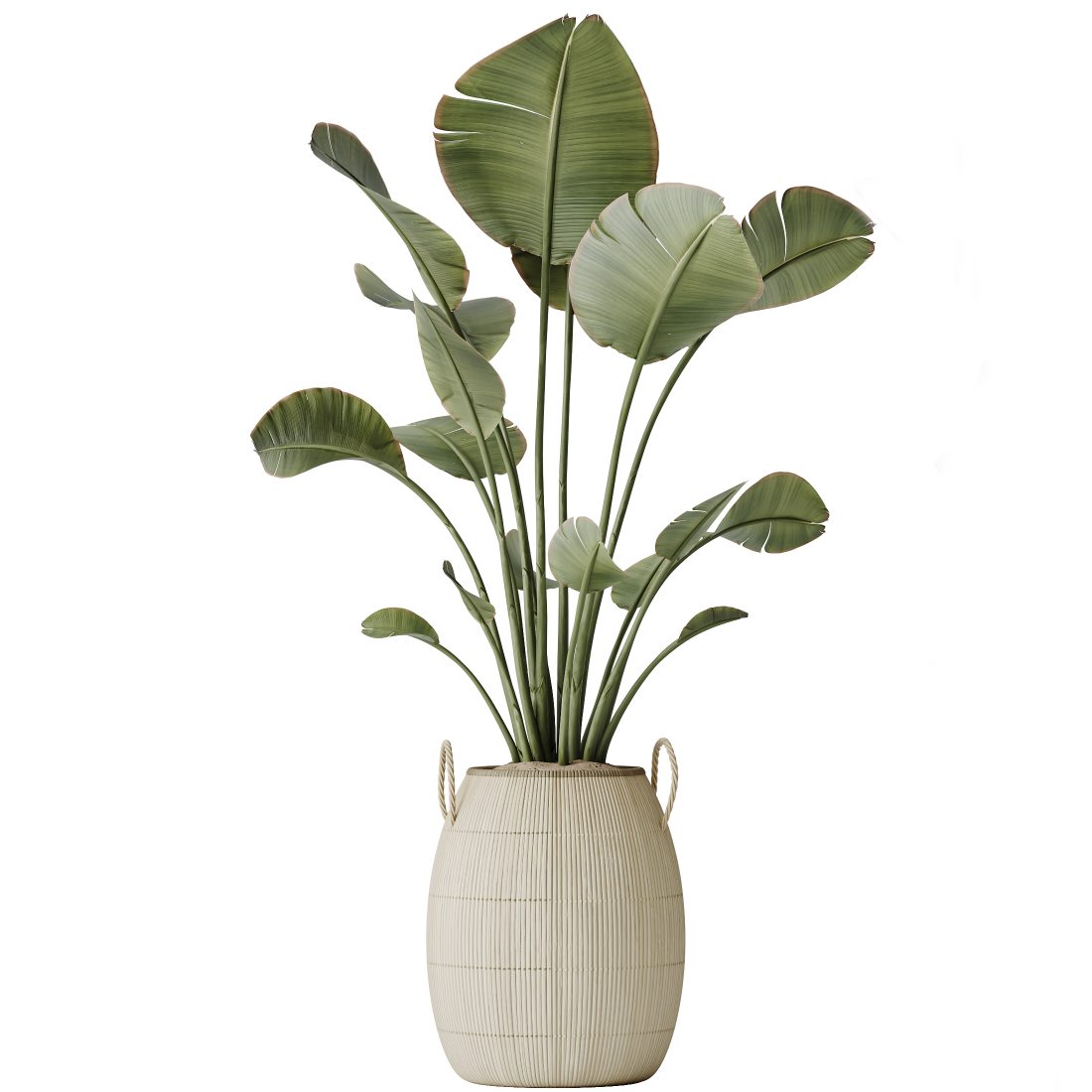 Av Indoor Plants Set142 Ravenala Banana Strelitzia - 3D Model for VRay ...