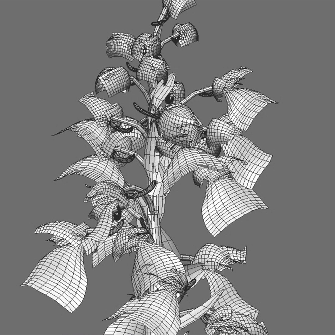 Anacamptis Morio - Green Winged Orchid 3D Model for VRay, Corona | CGMood