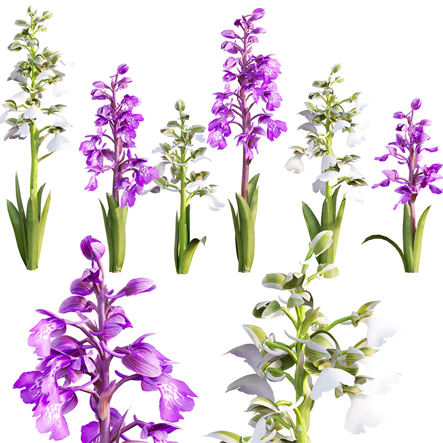 Anacamptis Morio - Green Winged Orchid 3D Model for VRay, Corona | CGMood