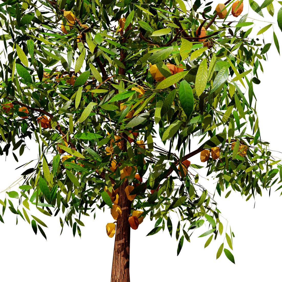 Realistic Cacao Tree 3d Model - 3D Model for VRay, Corona