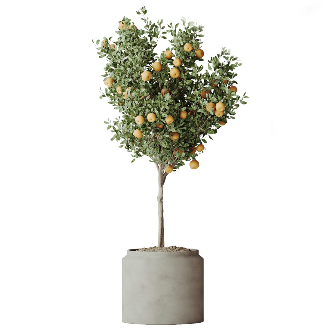 Av Indoor Plants Set 423 Orange Calathea Ficus - 3D Model for VRay, Corona
