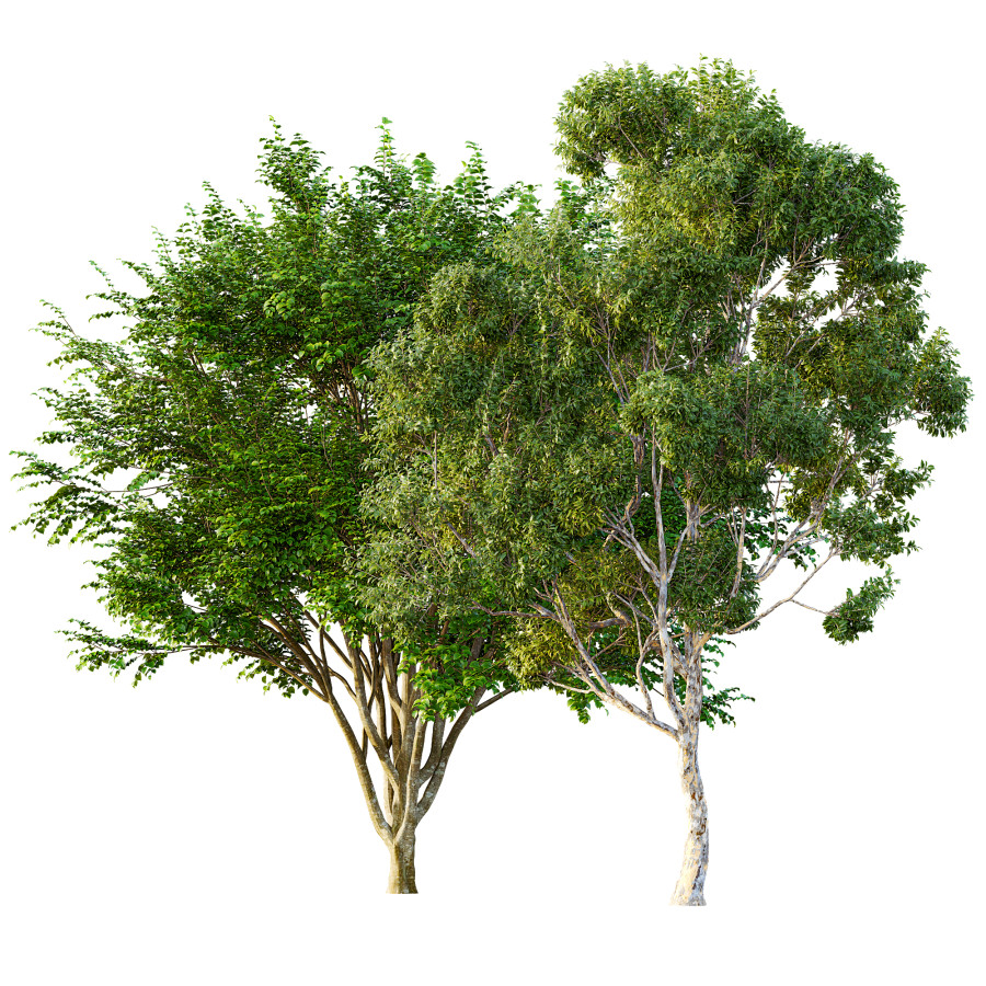 Av Sydney Blue Gum And European Beech 2 Trees - 3D Model for VRay, Corona