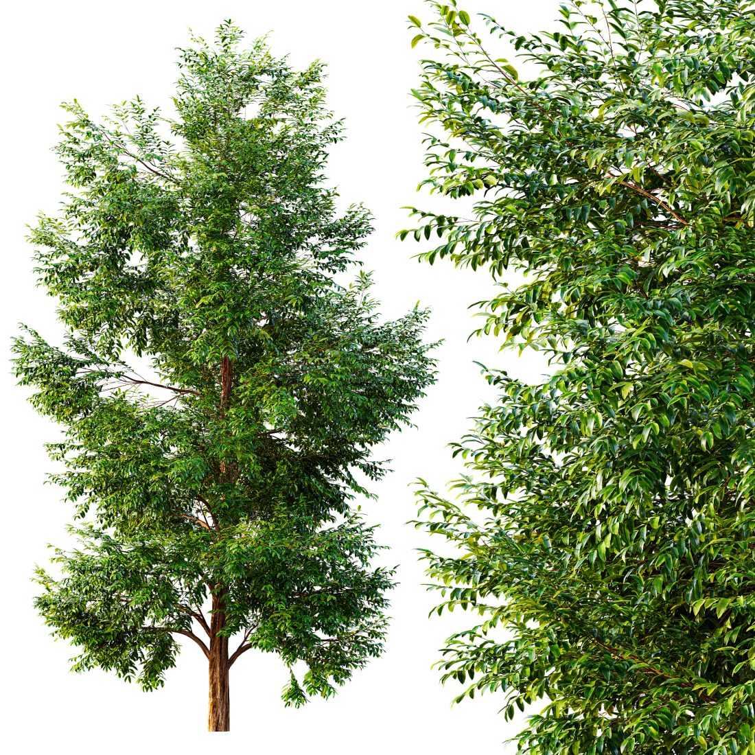 Av Black Locust And Canadian Poplar 2 Trees 3D Model for VRay, Corona ...
