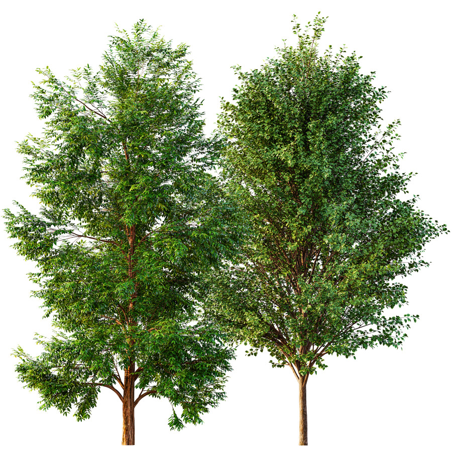 Av Black Locust And Canadian Poplar 2 Trees 3D Model for VRay, Corona ...