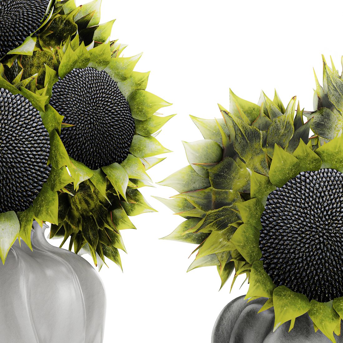Beautiful Bouquet Of Green And Black Sunflowers 3D Model for VRay | CGMood