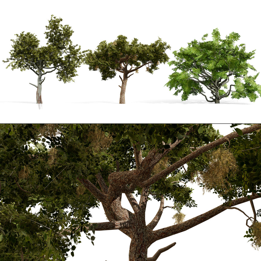 Arabian Charcoal Tree Pack 3D Model for VRay, Corona | CGMood