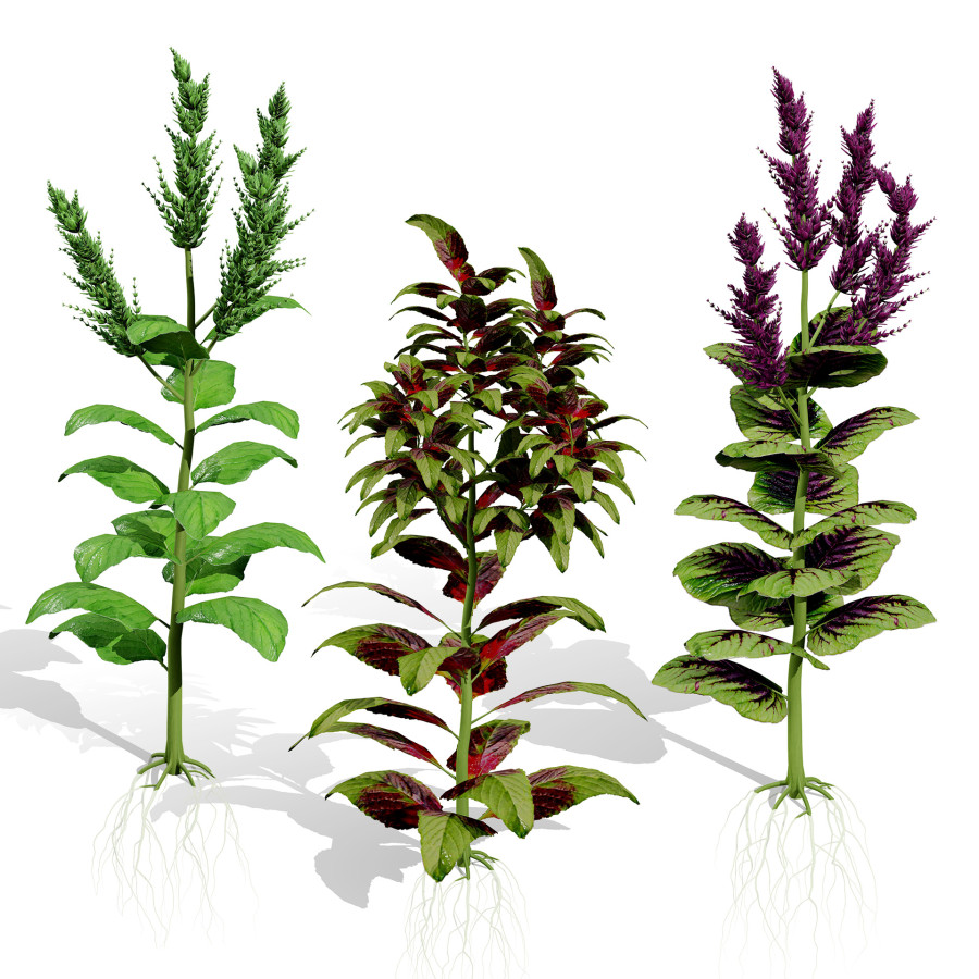 Arabian Amaranthus Spinosus Collection - 3D Model for VRay, Corona
